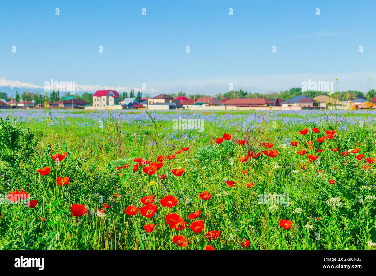 Field of red poppies and blue flowers of steppe flax on a clear sunny ...