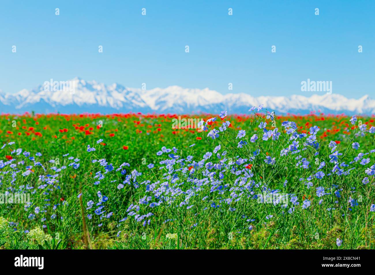 Field of red poppies and blue flowers of steppe flax on a clear sunny ...