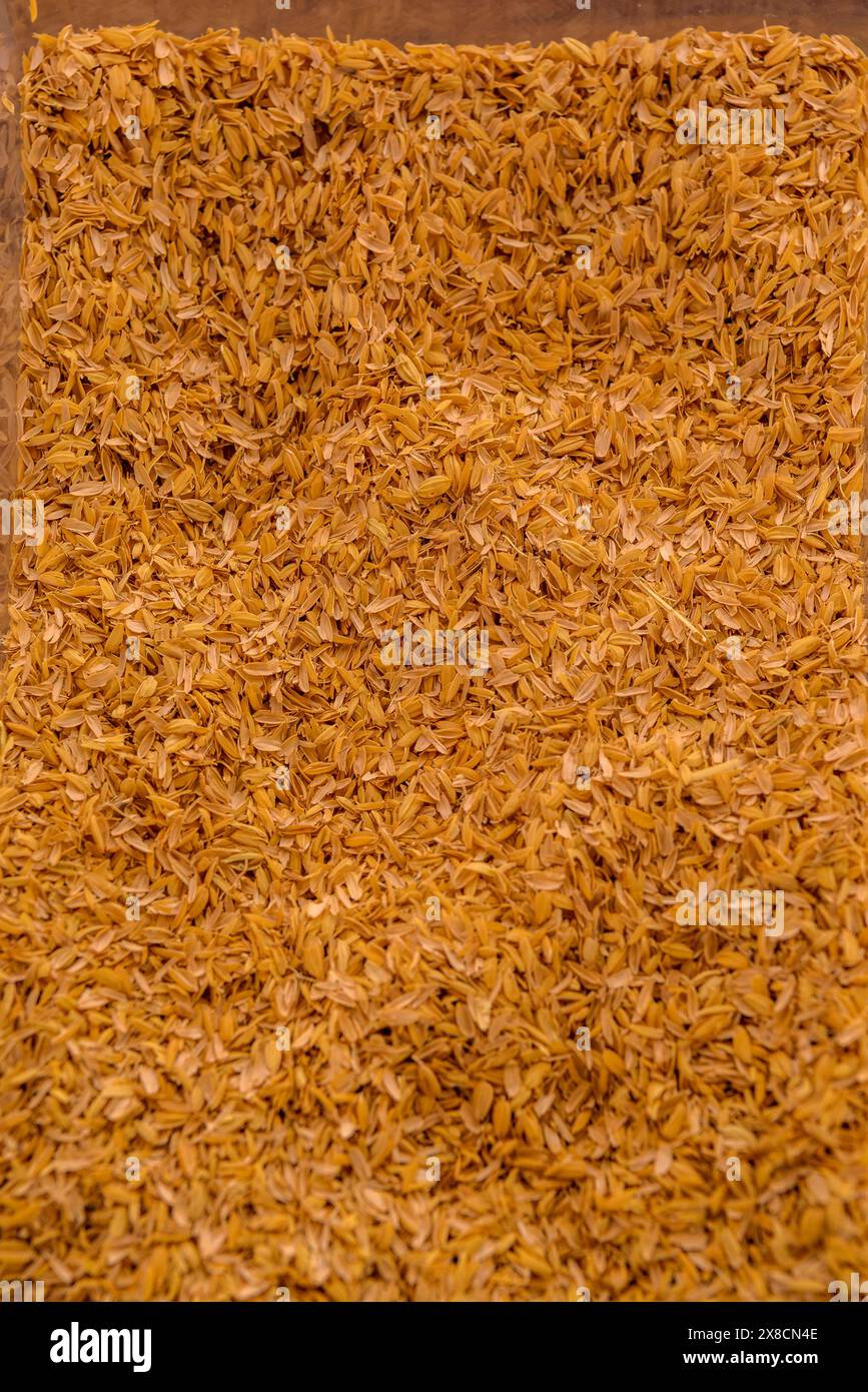 Some samples of rice exhibited at the Rice Interpretation Center, in ...