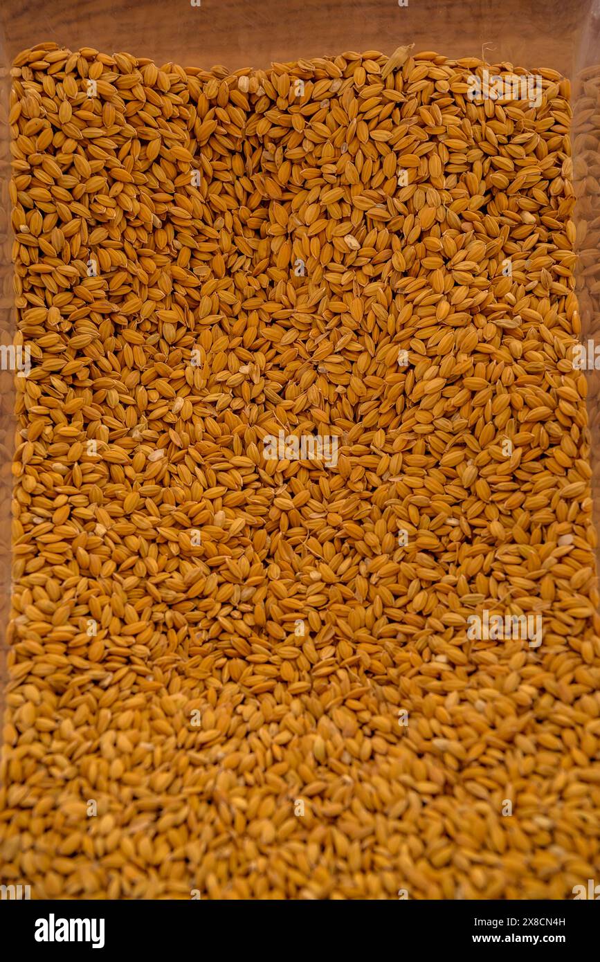 Some samples of rice exhibited at the Rice Interpretation Center, in ...