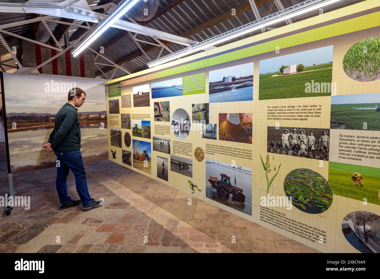 Interior of the Rice Interpretation Center museum, in Camarles ...