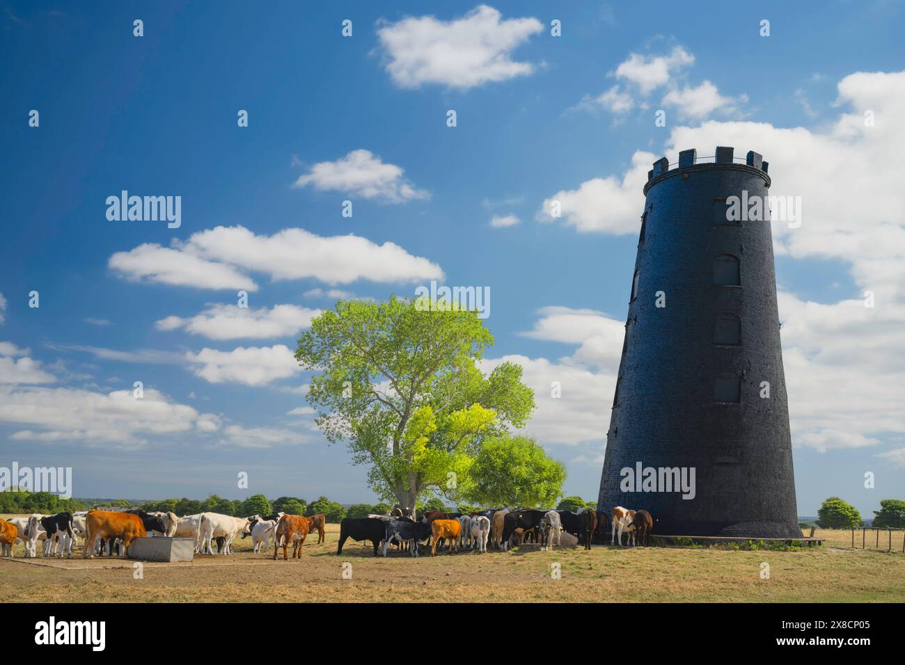 Disused windmill flanked by tree and cattle and surrounded by dry grass ...