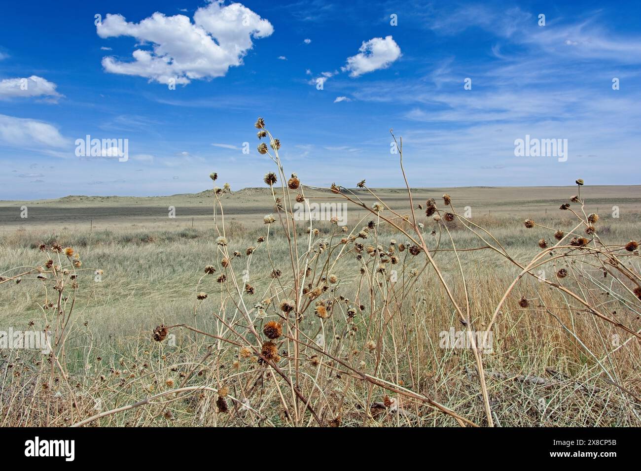 Dry Russian thistle blowing in wind over open prairie at Pawnee ...
