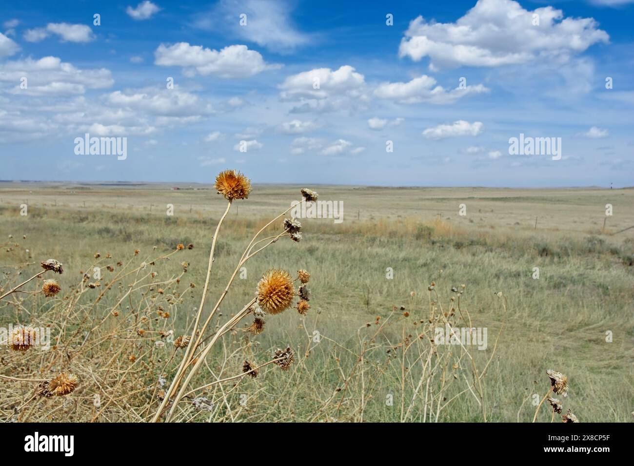 Dry Russian thistle blowing in wind over open prairie at Pawnee ...