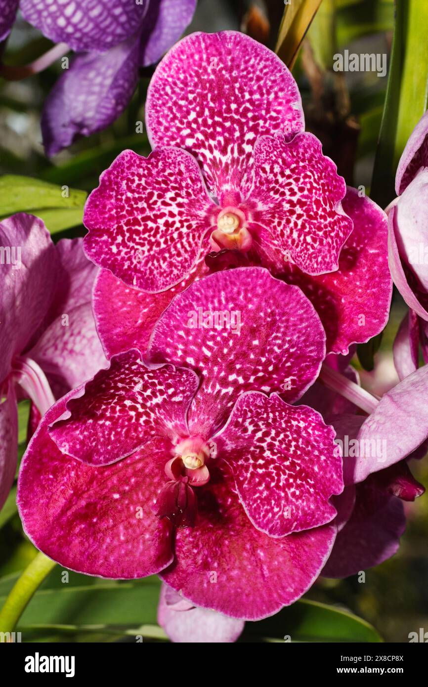 Thailand, Chang Mai, orchid flowers (Orchis sp Stock Photo - Alamy