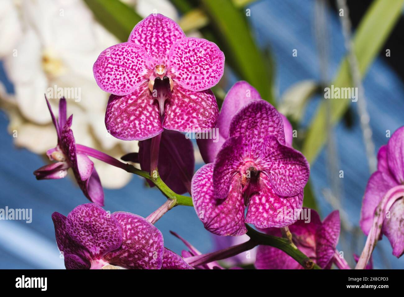 Thailand, Chang Mai, orchid flowers (Orchis sp Stock Photo - Alamy
