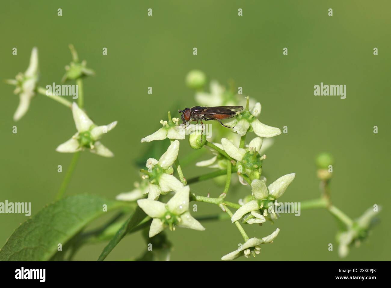 Close up female hoverfly Platycheirus albimanus, family Syrphidae on ...