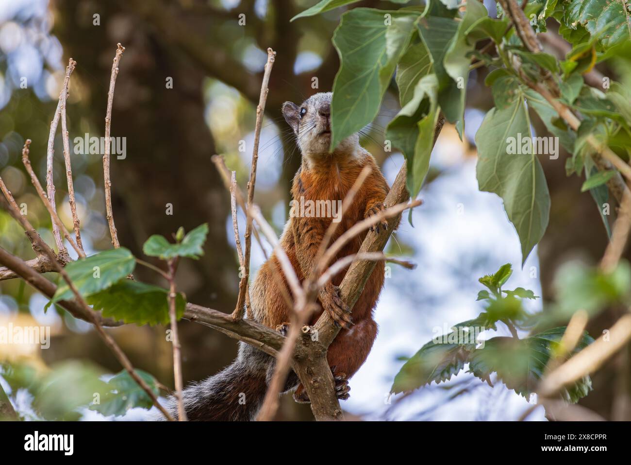 Variegated squirrel walking along a branch in the rainforest of Costa ...