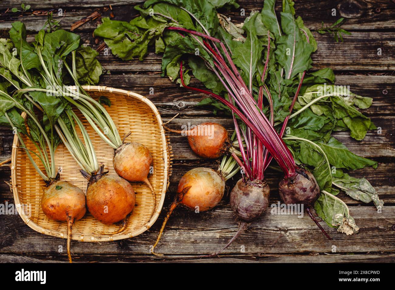 Organic vegetables. Colorful rainbow beets and tomatoes in the basket ...