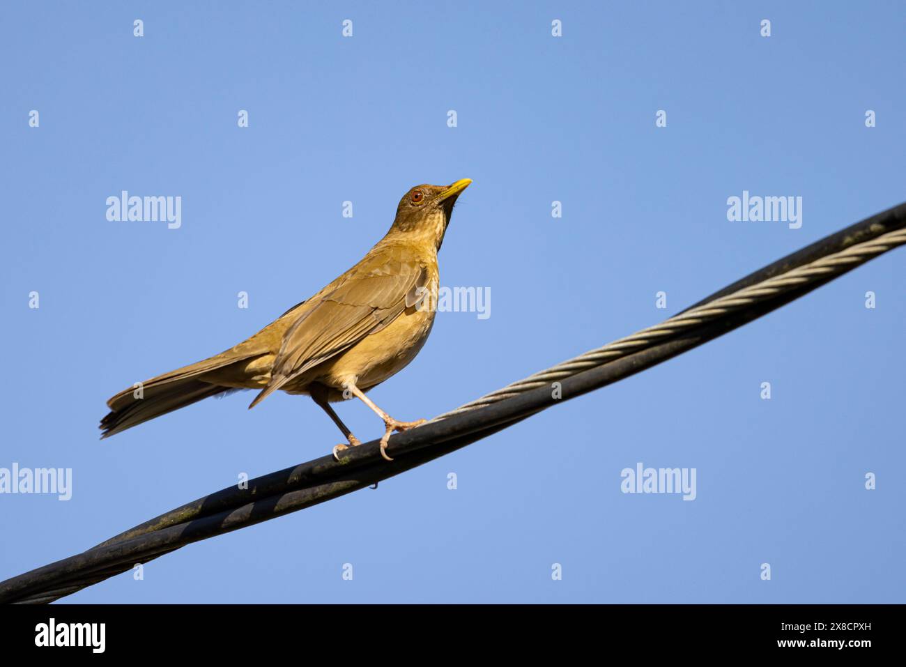 Clay-colored Thrush or Turdus grayi sin front of blue sky in Costa Rica ...