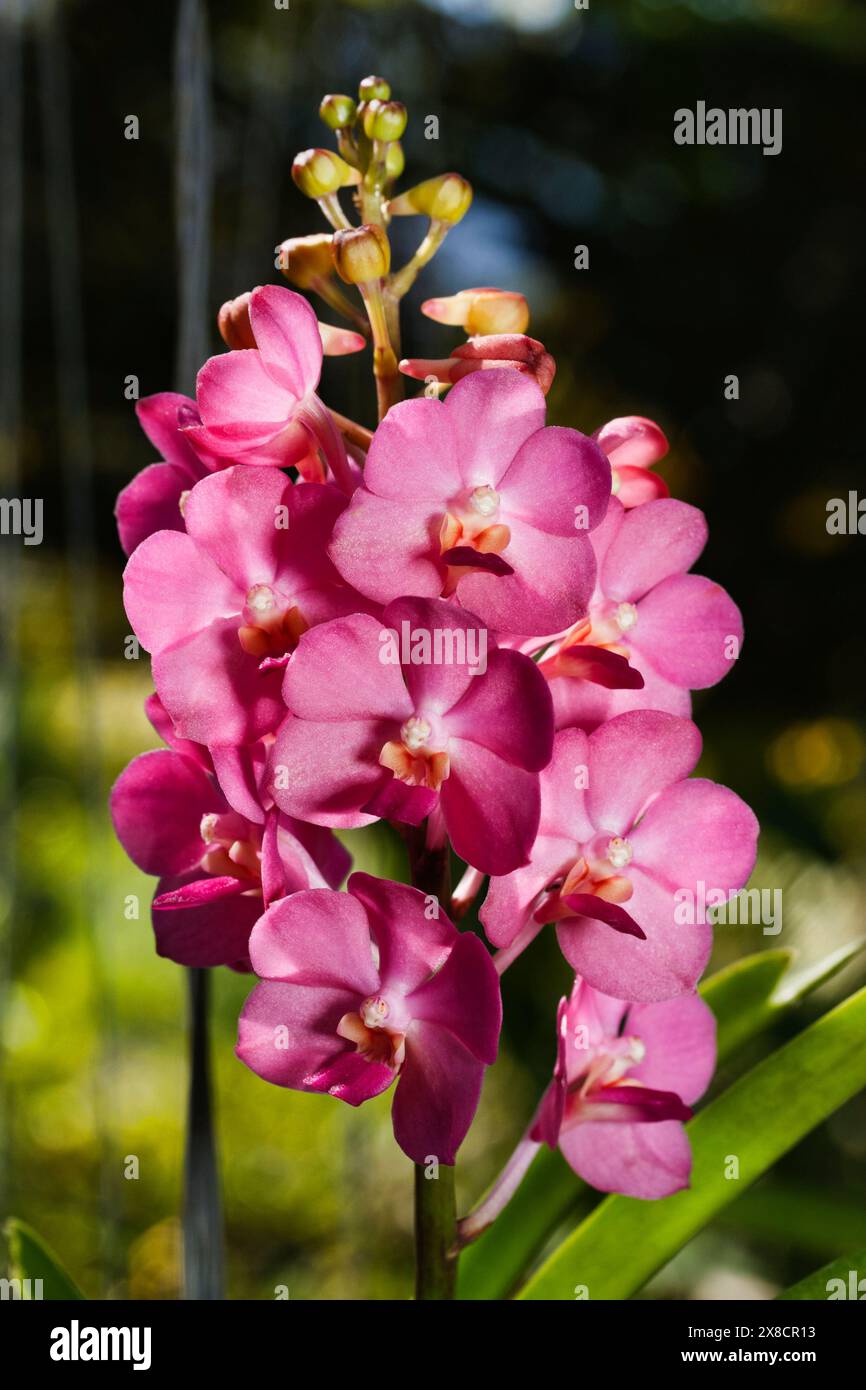 Thailand, Chang Mai, orchid flowers (Orchis sp Stock Photo - Alamy
