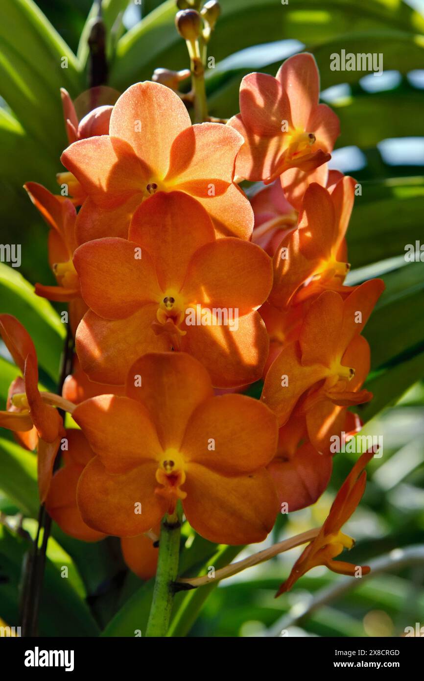 Thailand, Chang Mai, orchid flowers (Orchis sp Stock Photo - Alamy