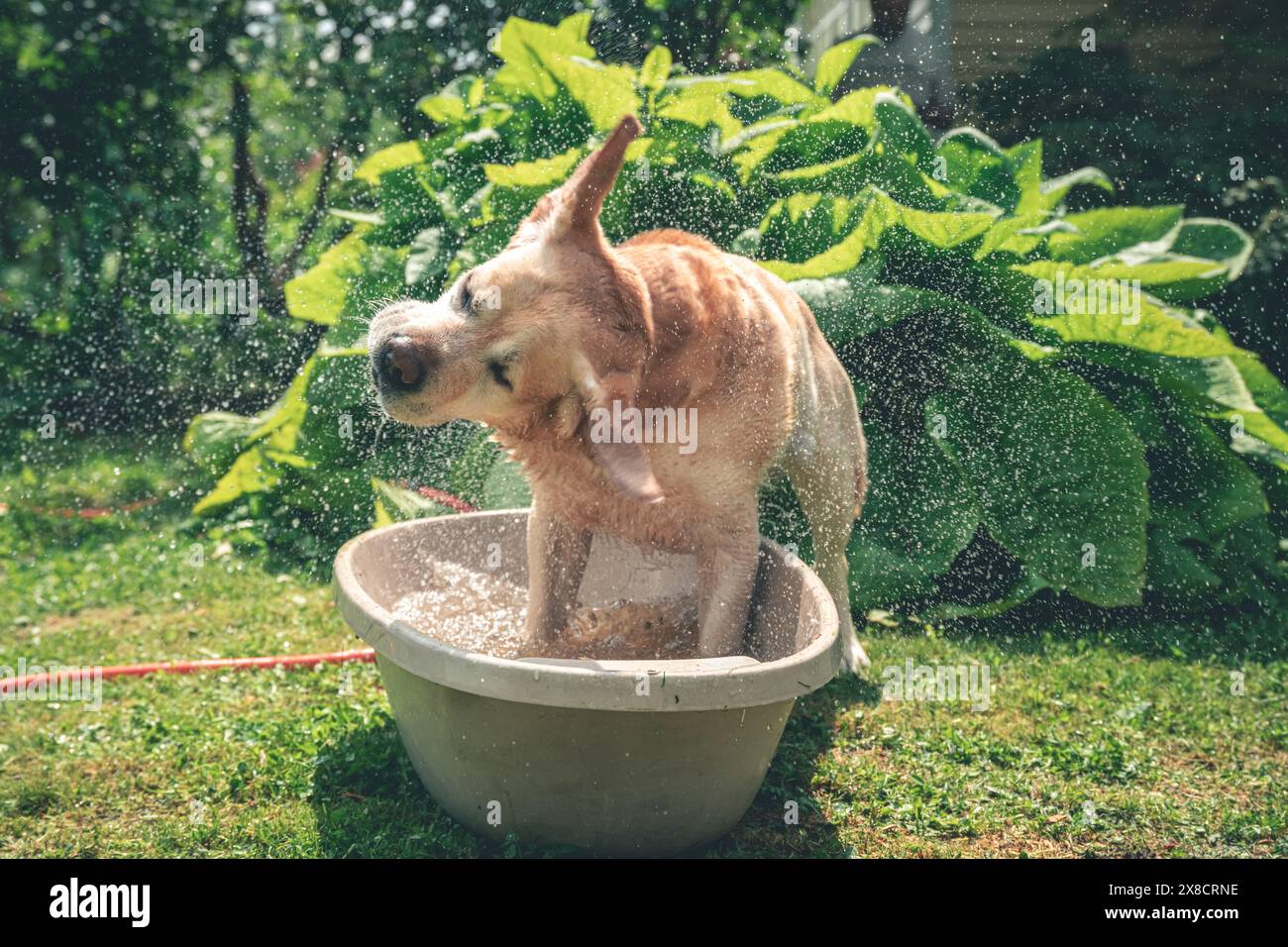 A cheerful Labrador plays with a big stick in a bath of water in nature ...