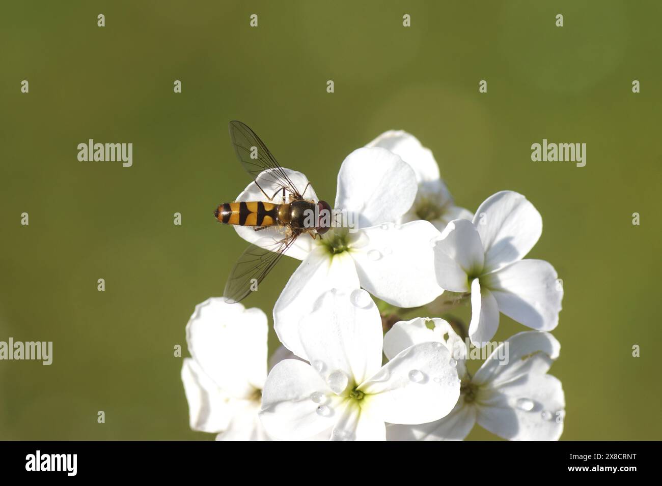 Close up male hoverfly Meliscaeva auricollis, family hoverflies (Syrphidae) on flowers of dame's ...
