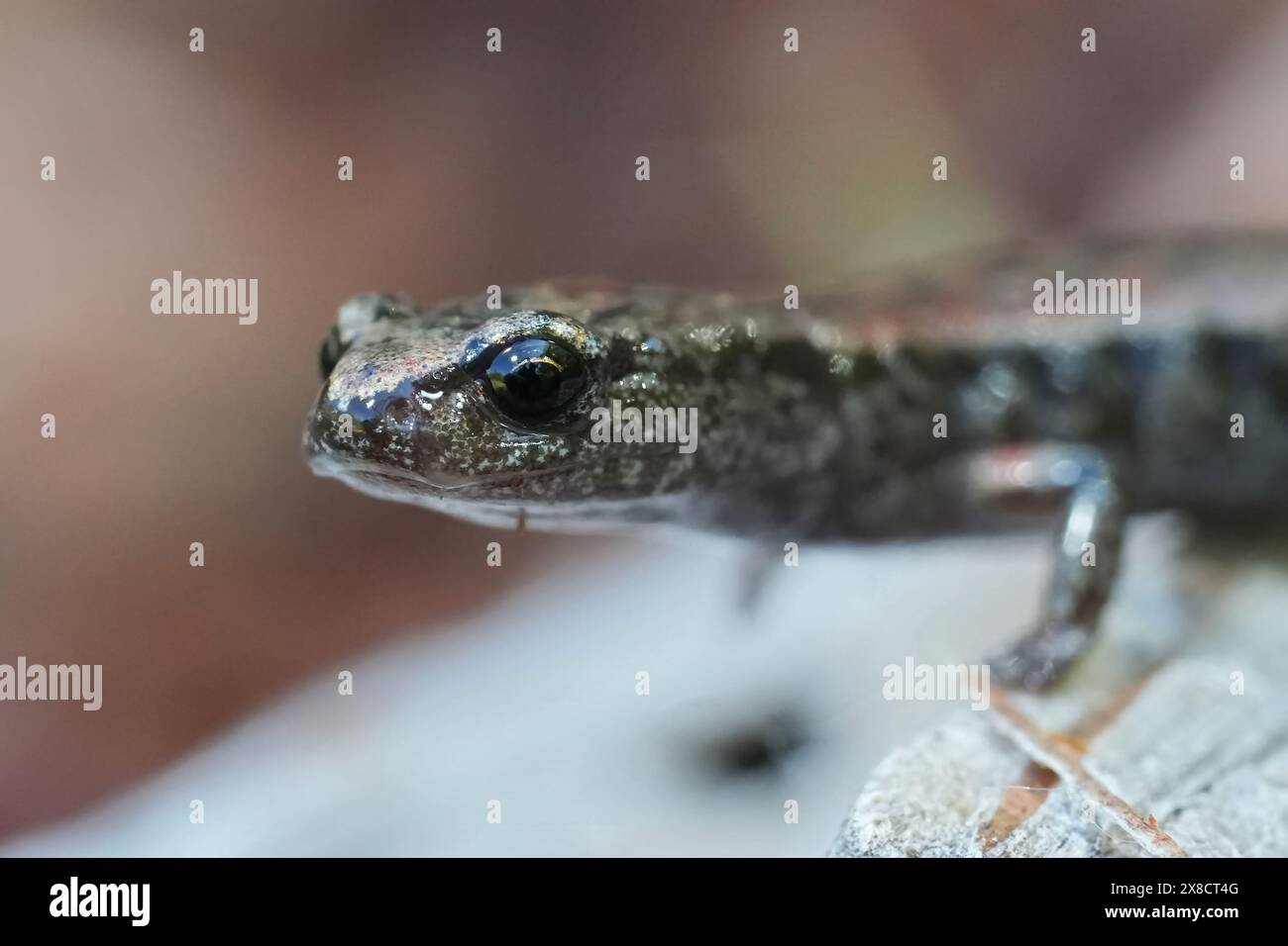 Detailed facial closeup on the small California slender salamander ...