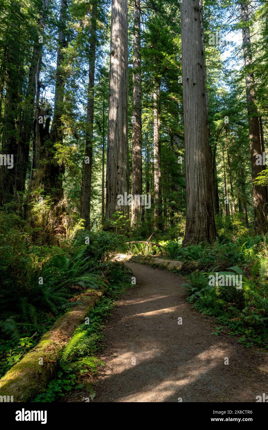 Wide Dirt Trail Cuts Through Redwood Forest on summer afternoon Stock ...