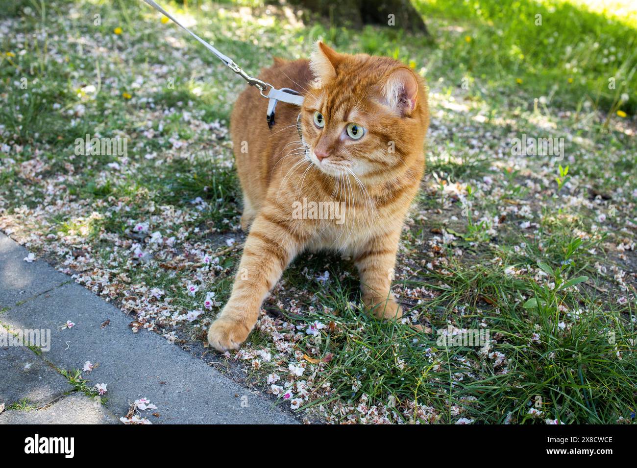 Domestic cute ginger cat on a leash walking in the grass Stock Photo ...