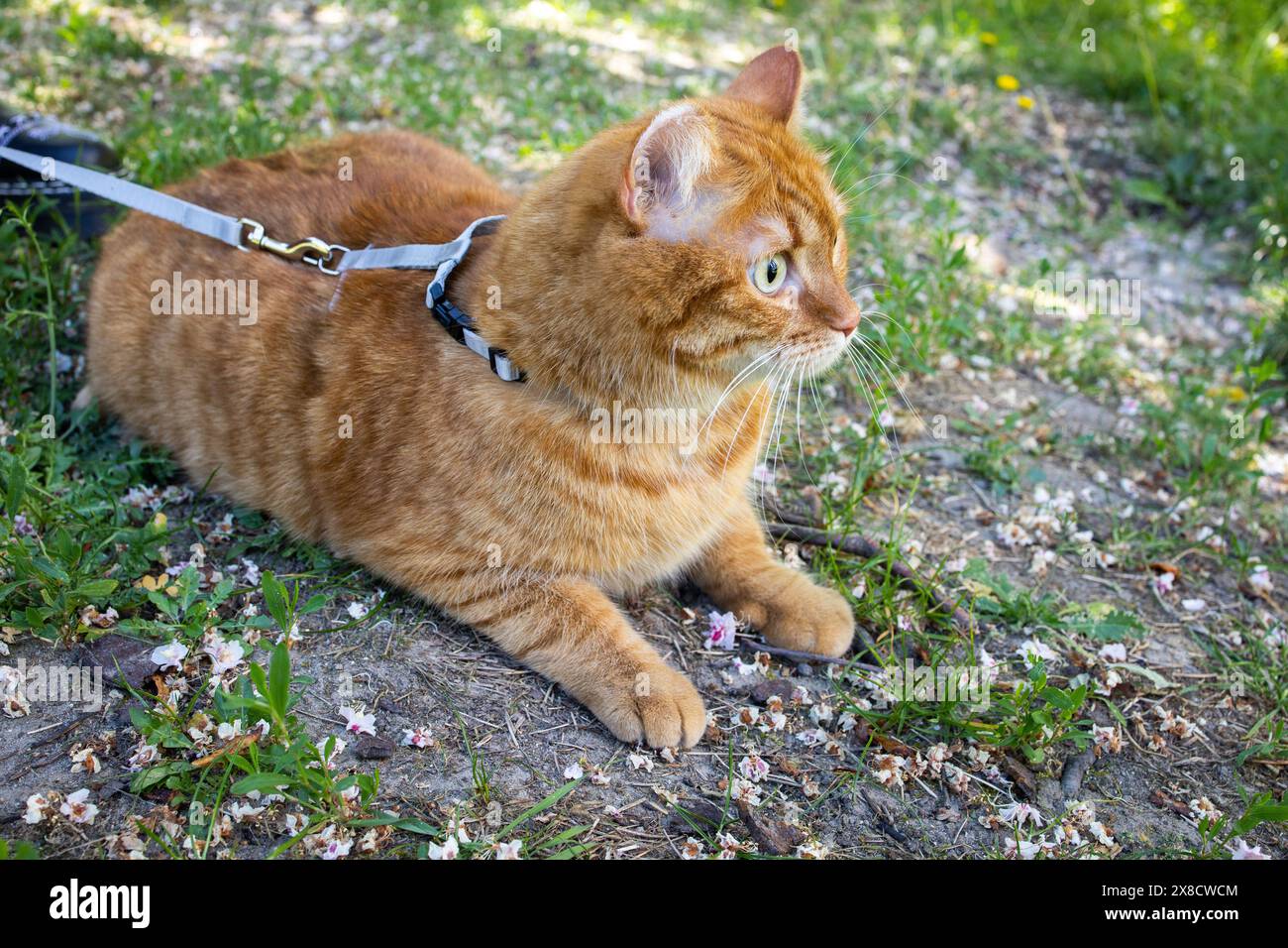 Domestic cute ginger cat on a leash sitting on the ground outside Stock ...