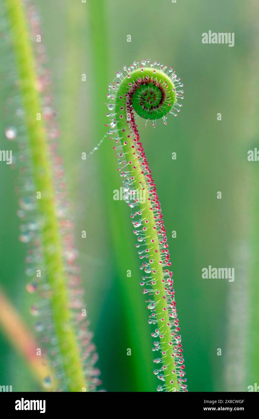 Leaves of a sundew (Drosera filiformis var filiformis) with a spiral ...