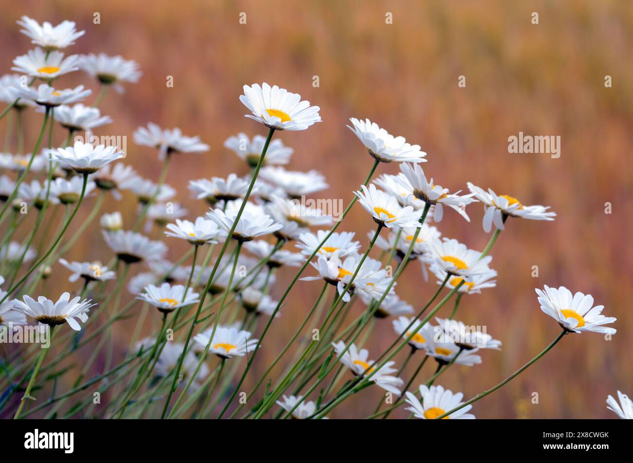 Pollen allergy: ox-eye daisy flowers (Leucanthemum vulgare Stock Photo ...