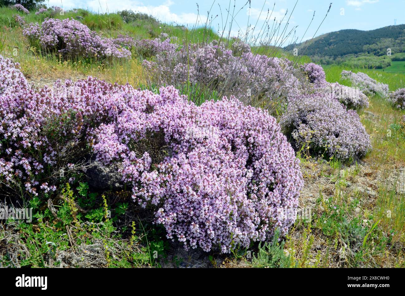 Thyme bushes (Thymus vulgaris) in flower Stock Photo - Alamy