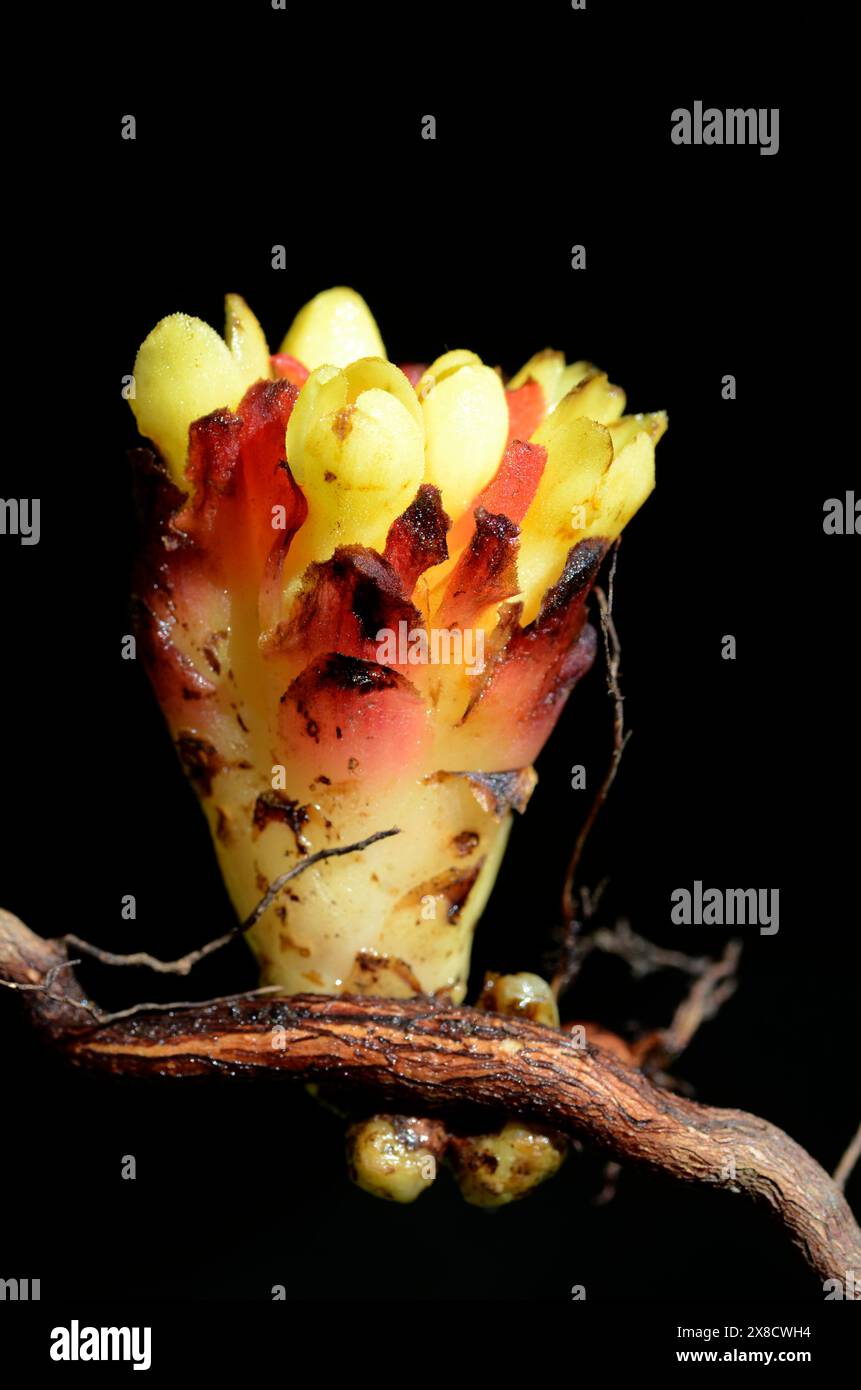 Cytinus hypocistis flowers on the root of a Cistaceae and a black ...