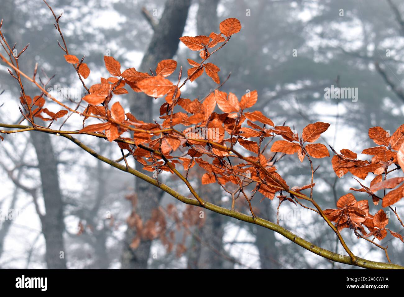 Marcescent leaves hi-res stock photography and images - Alamy