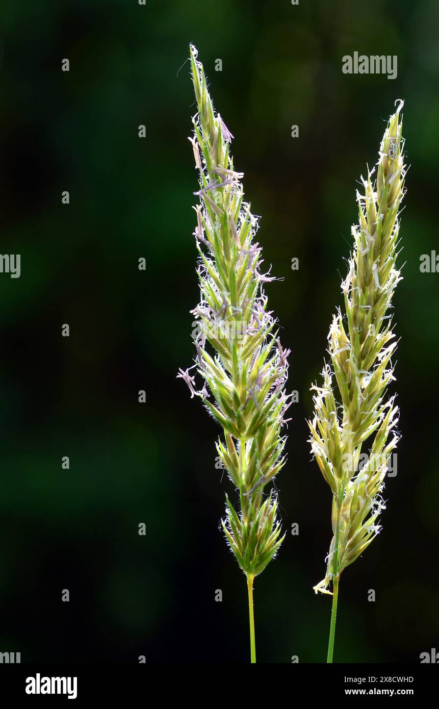 Pollen allergy: grasses (family Poaceae or Gramineae) in flower with ...