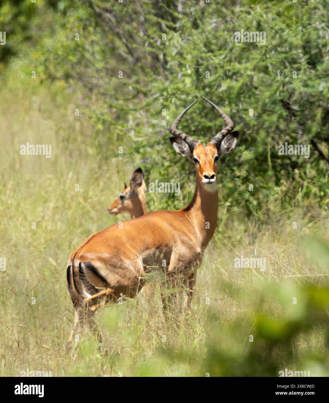 Always alert, herds of Impala area common sight in the bushveld of ...