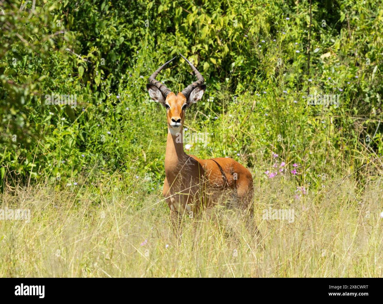 Always alert, herds of Impala are a common sight in the bushveld of ...