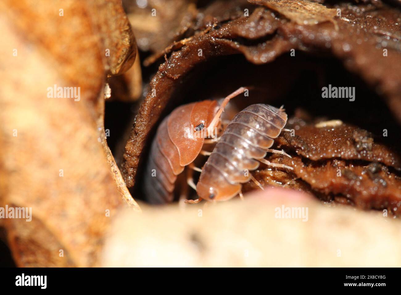 isopods woodlouse pill bugs merulanella sp vietnam Stock Photo - Alamy