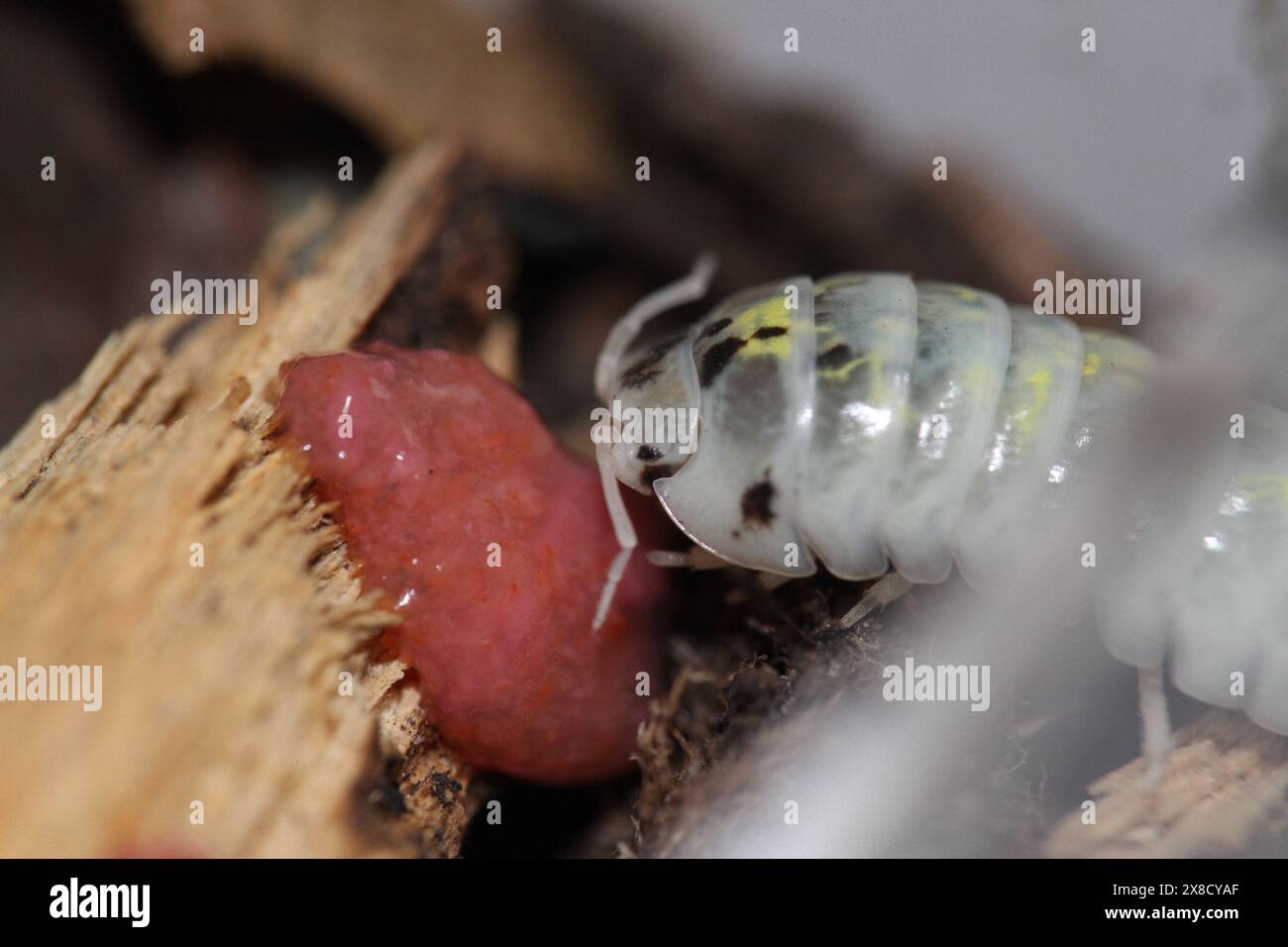 isopods woodlouse pill bugs armadillidium vulgare magic potion Stock ...