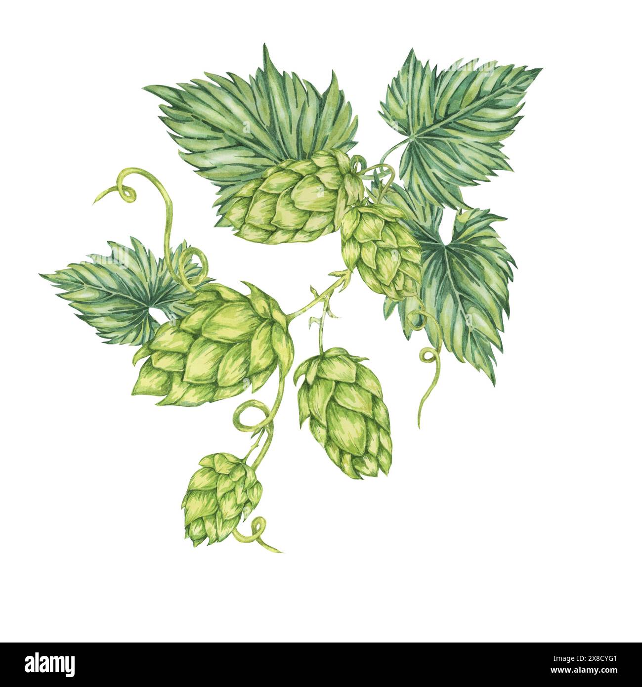 Hop cones and leaves watercolor illustration. Green humulus lupulus ...
