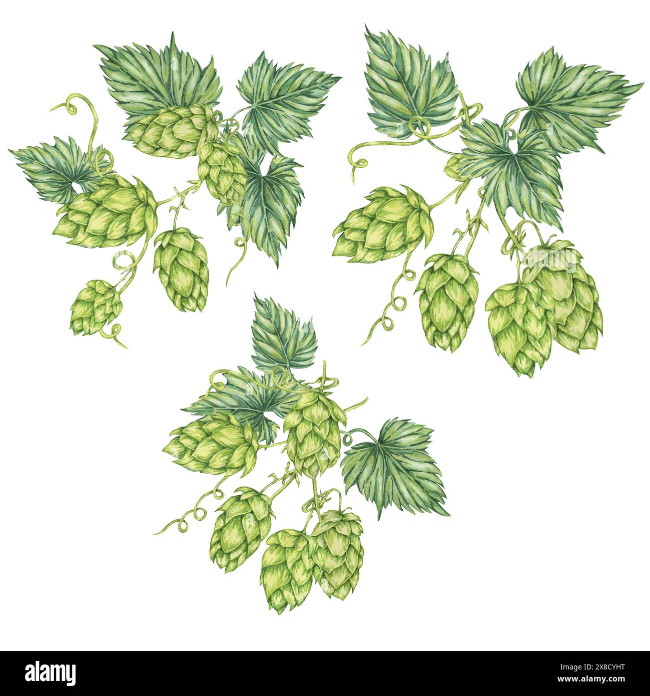 Hop cones Compositions set. Watercolor botanical illustration of ...