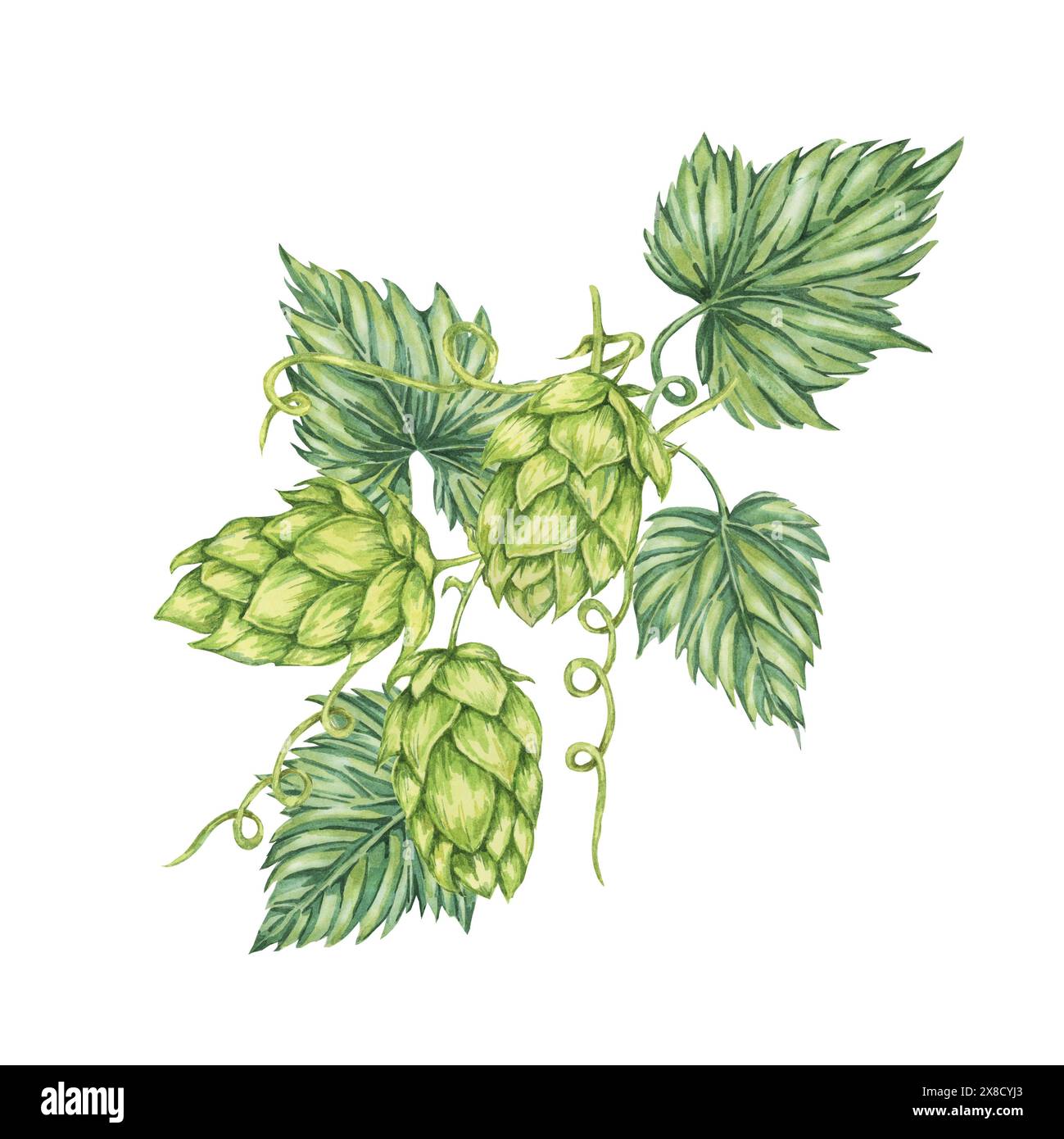 Hop cones and leaves watercolor illustration. Green humulus lupulus ...
