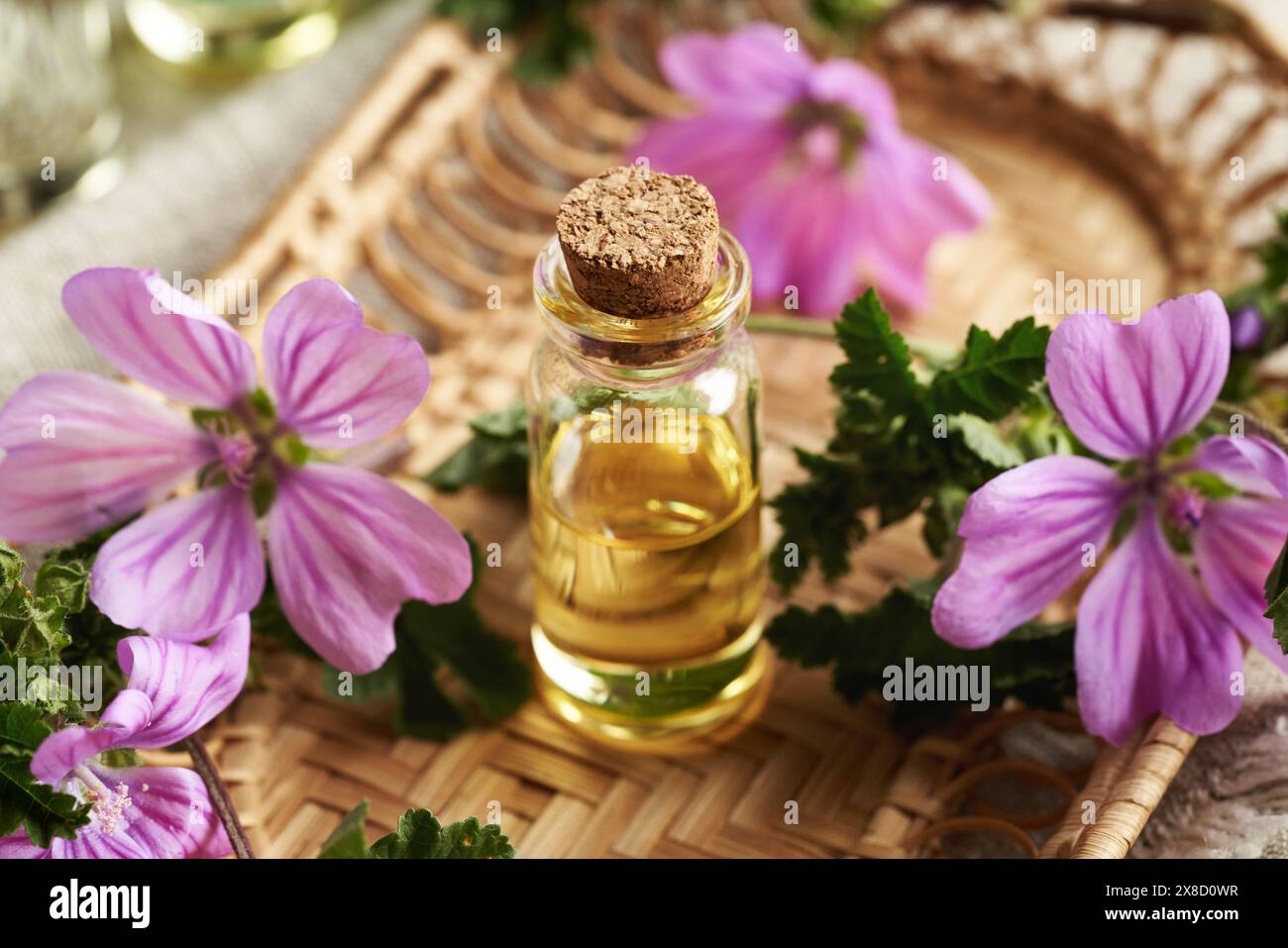A bottle of mallow essential oil with fresh blooming Malva sylvestris ...