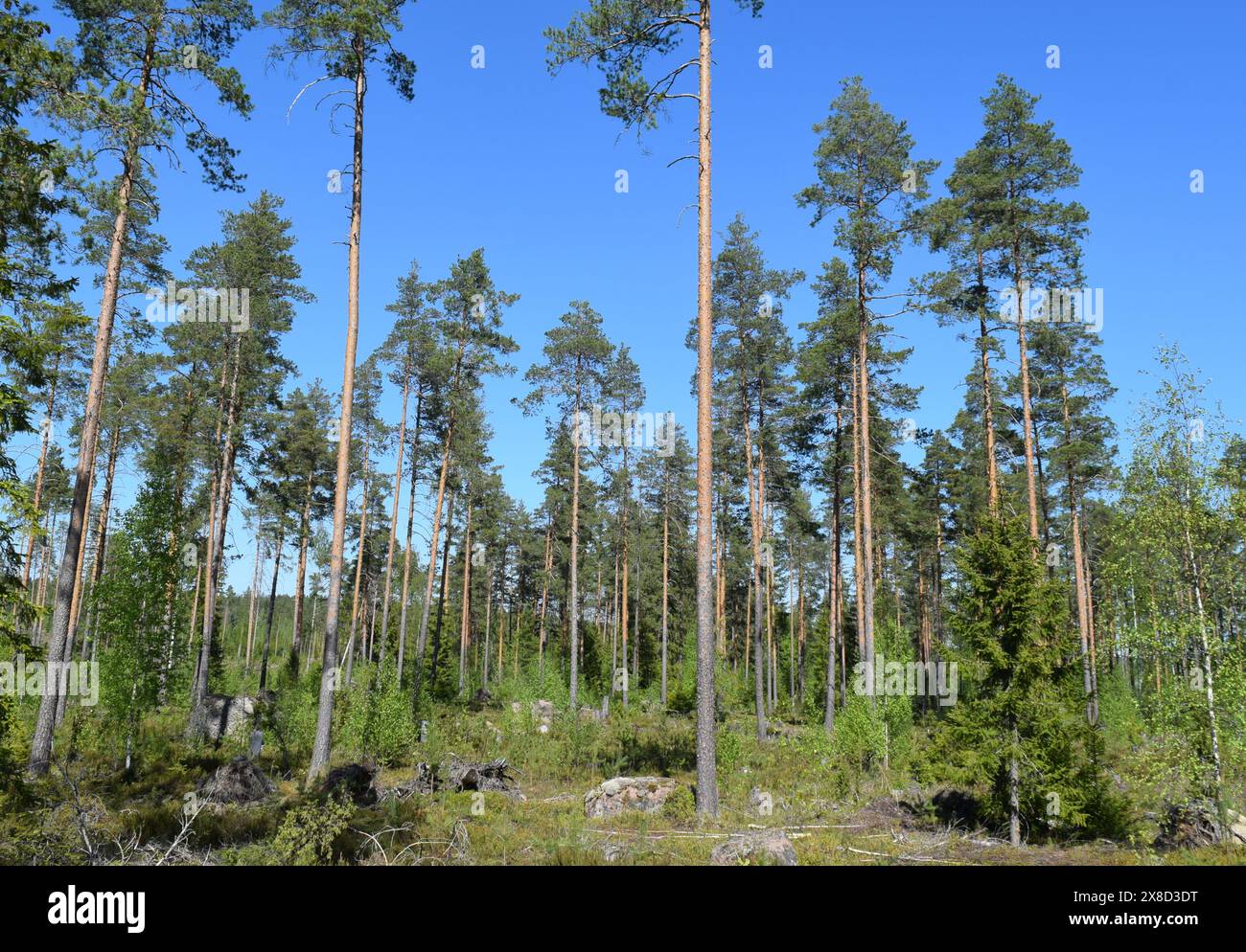 Pinus sylvestris forest hi-res stock photography and images - Alamy
