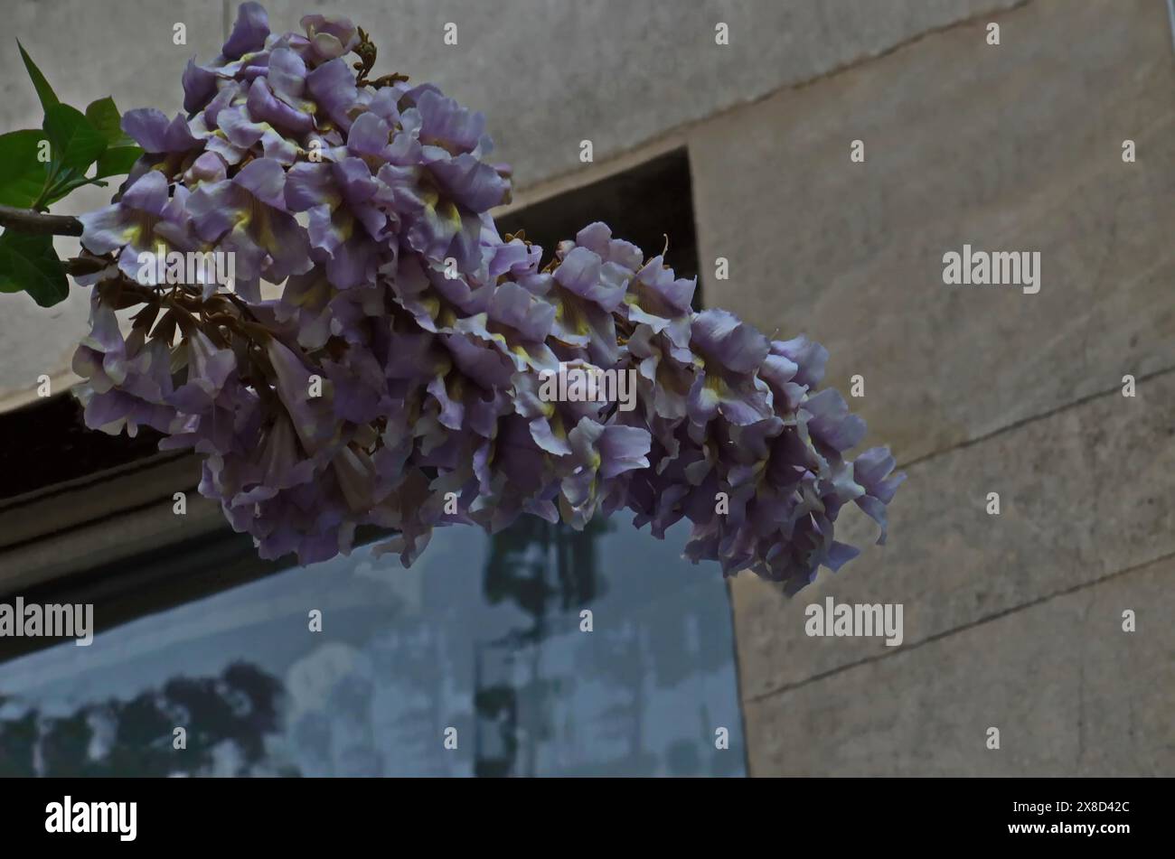 Lilac flowers of the Jacaranda tree in Spring, Sofia, Bulgaria Stock ...