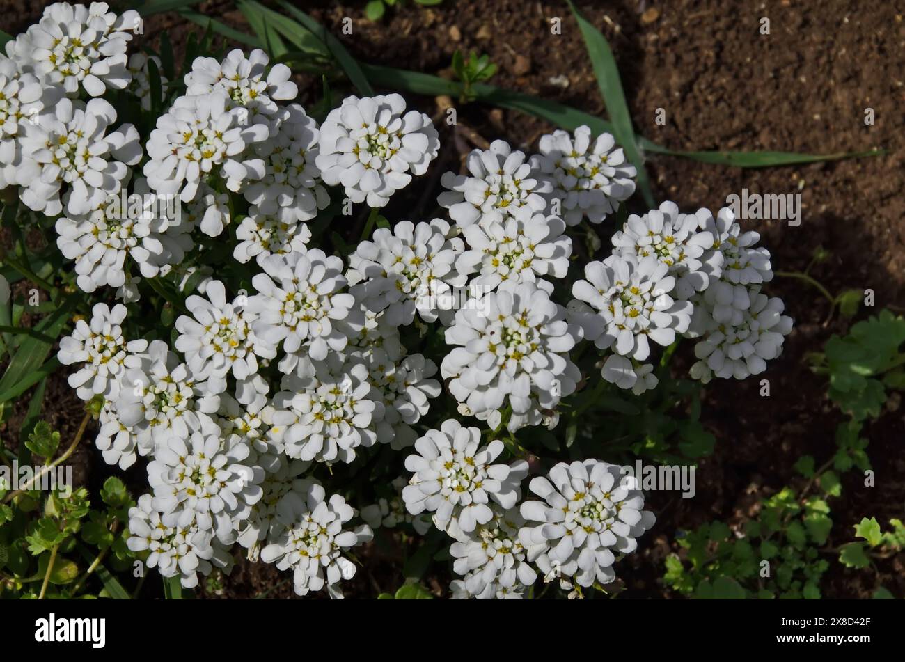 View of full bloom Candytuft, Iberis amara with white petals and green leaves in the garden ...
