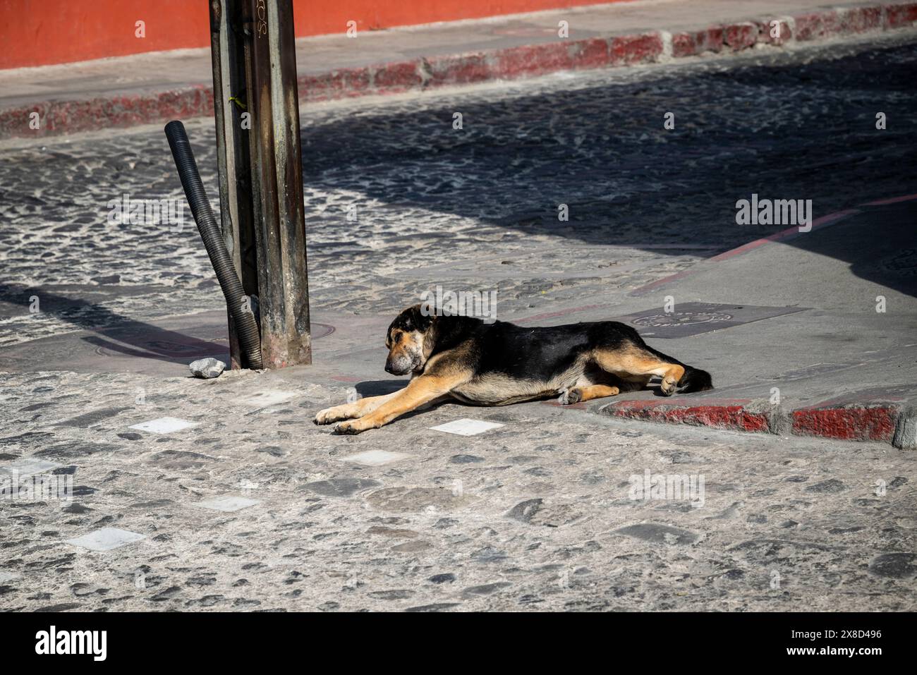 Street dog guatemala hi-res stock photography and images - Alamy