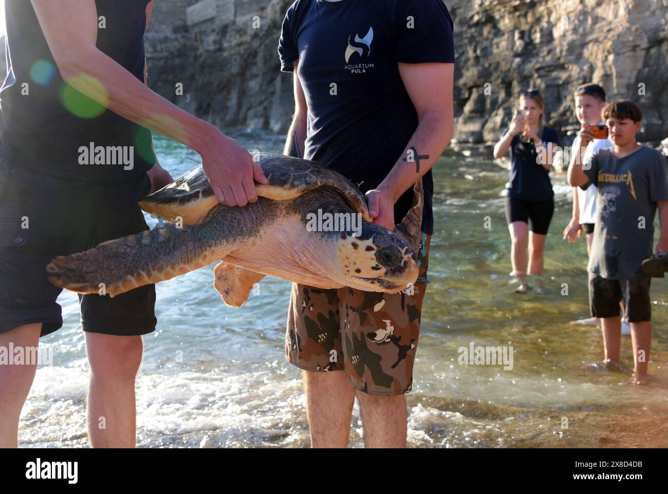 Pula, Croatia. 24th May, 2024. Volunteers help a loggerhead sea turtles ...