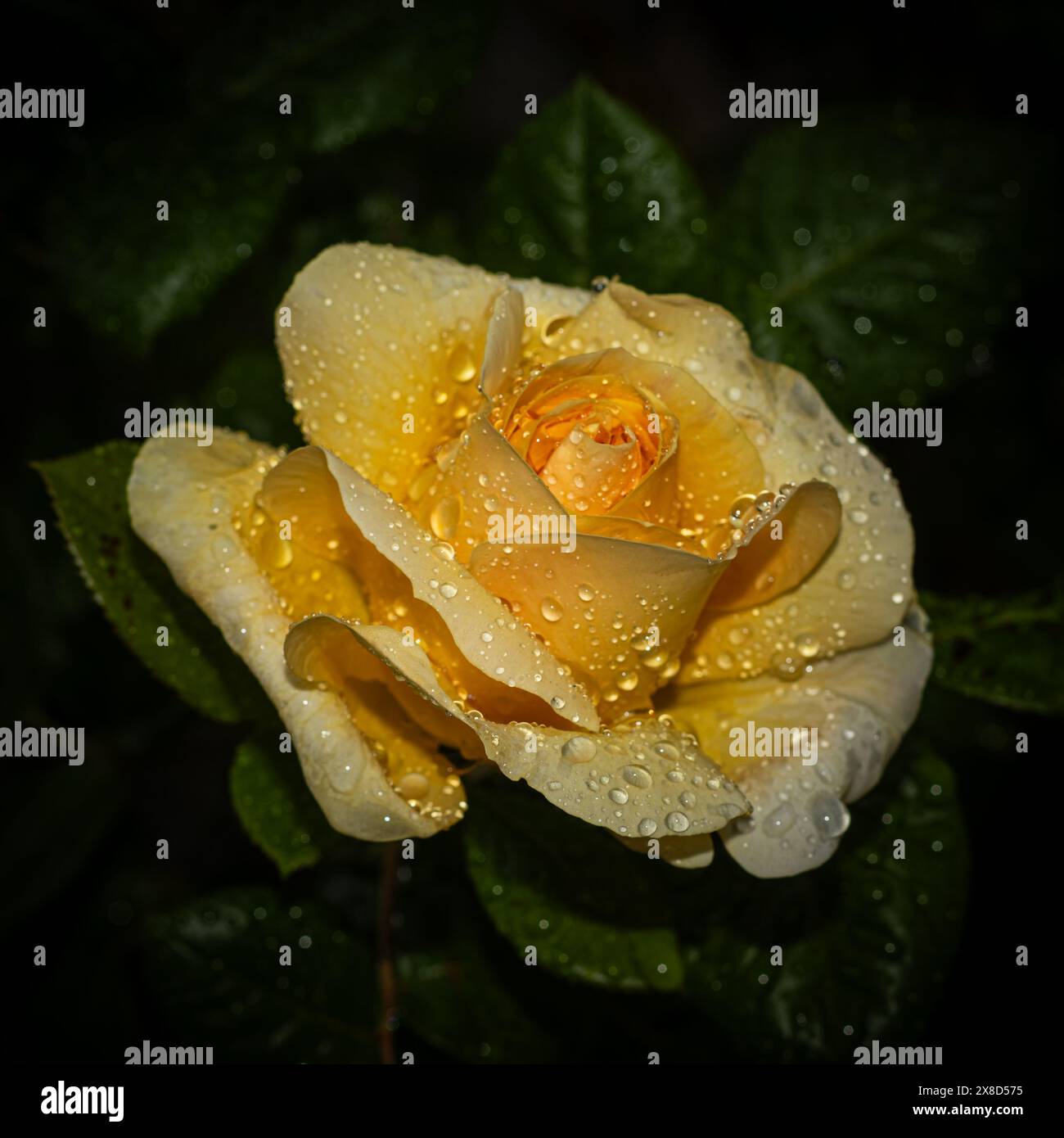 Softly detailed hi-res stock photography and images - Alamy