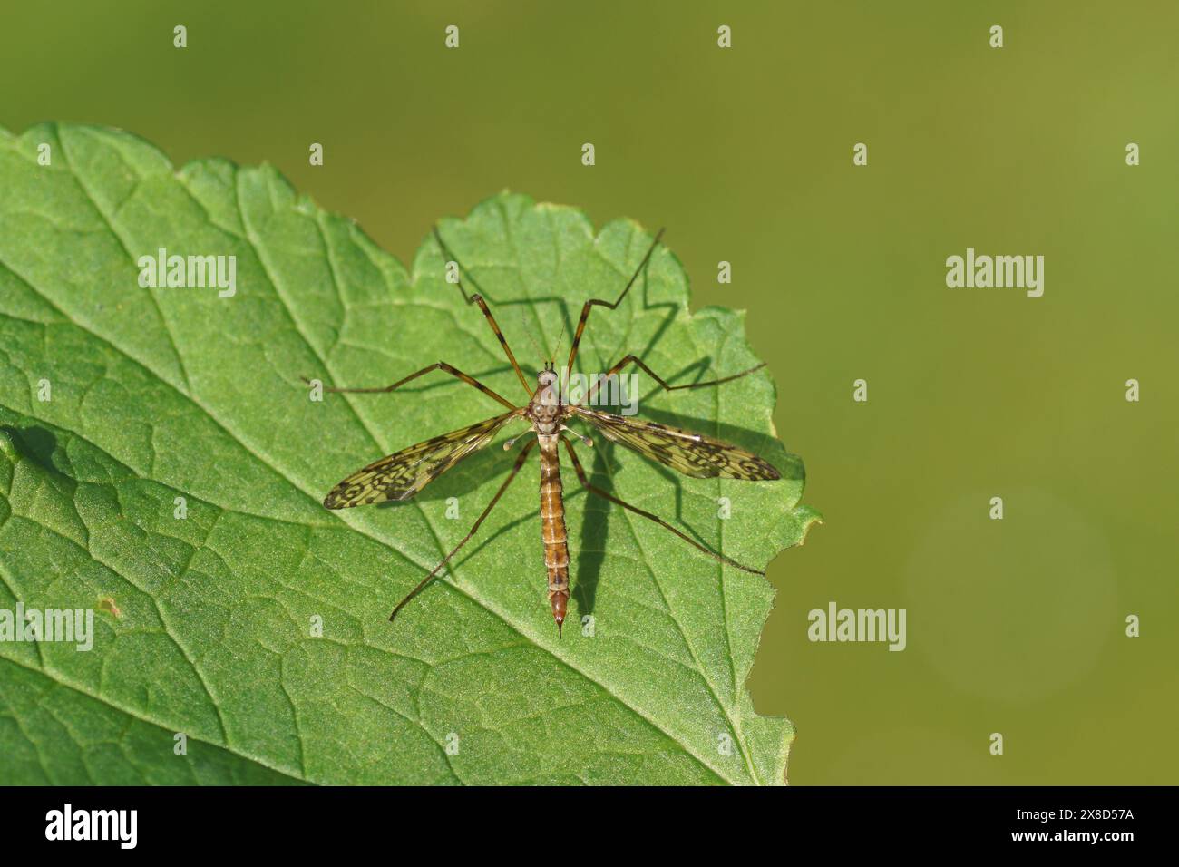 Female Limonid Cranefly Epiphragma ocellare, family Limonid Craneflies ...