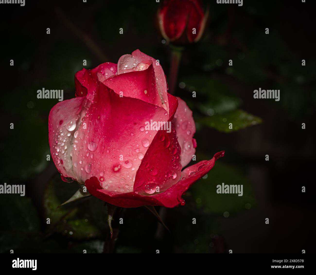Captured post-rainfall, this vibrant red rose with pink hues shimmers ...
