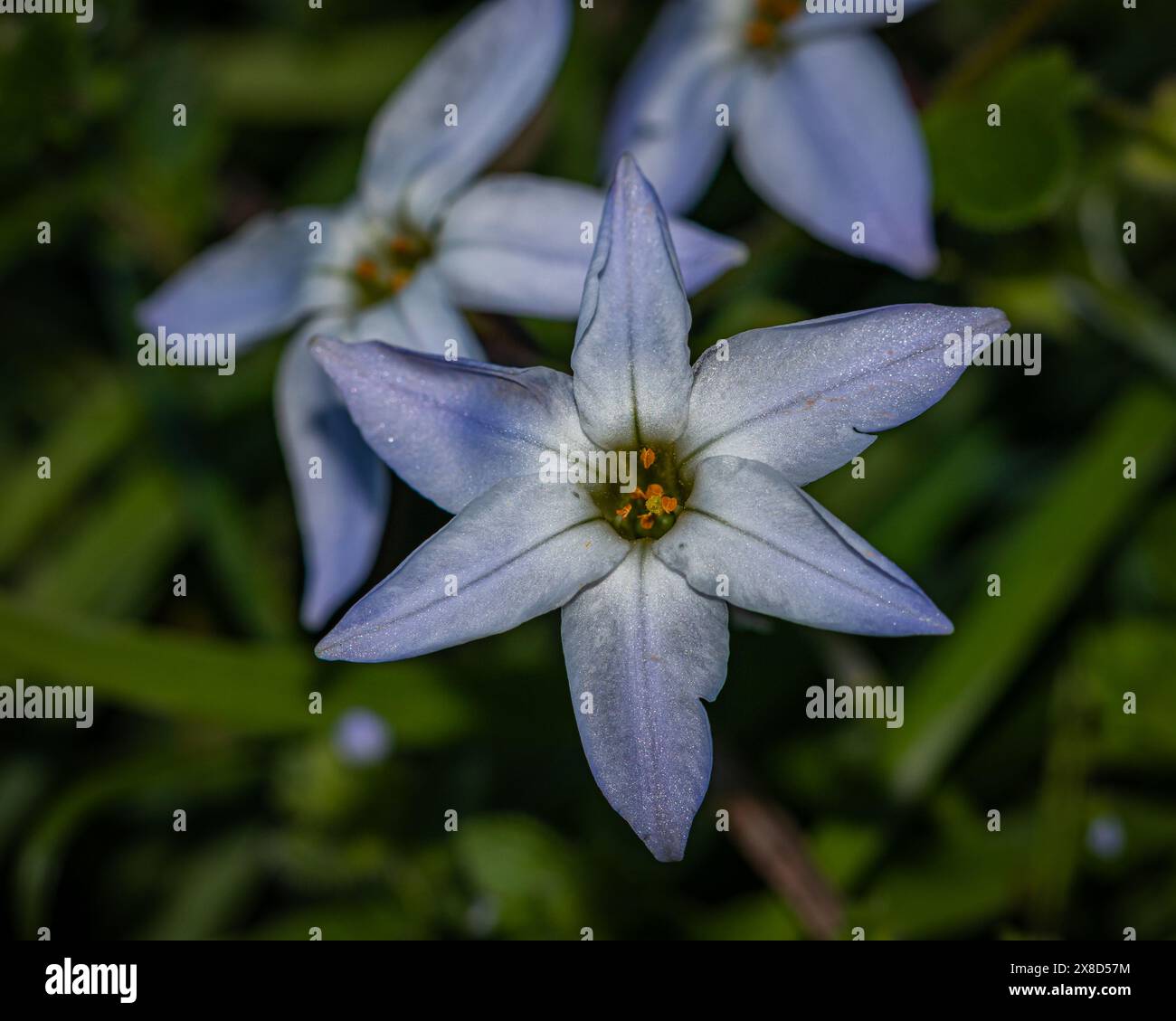 Delicate star-shaped flowers with a subtle blue hue and shimmering ...