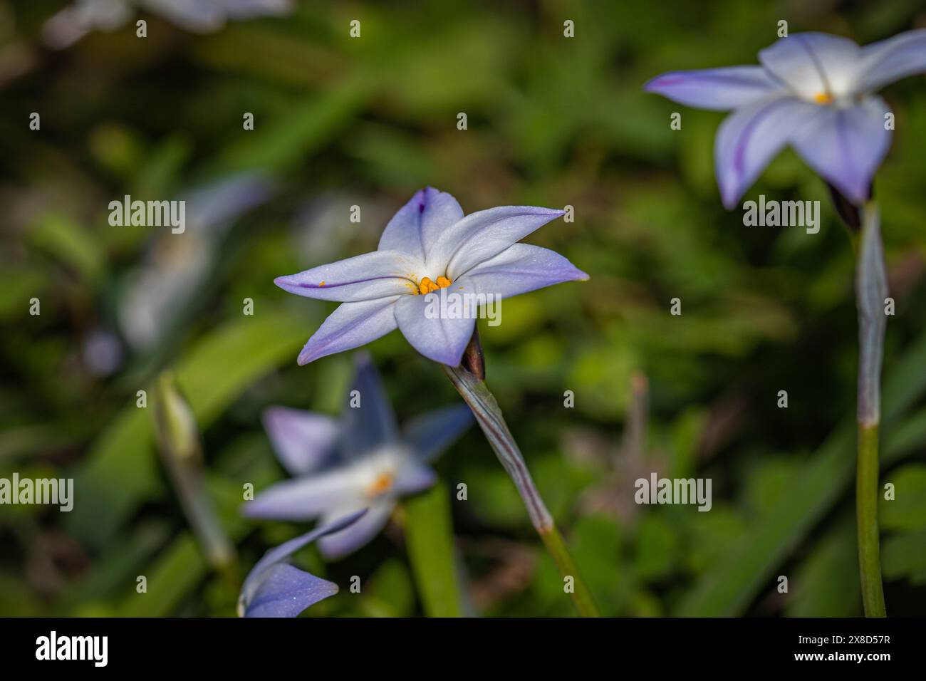 Delicate star-shaped flowers with a subtle blue hue and shimmering ...