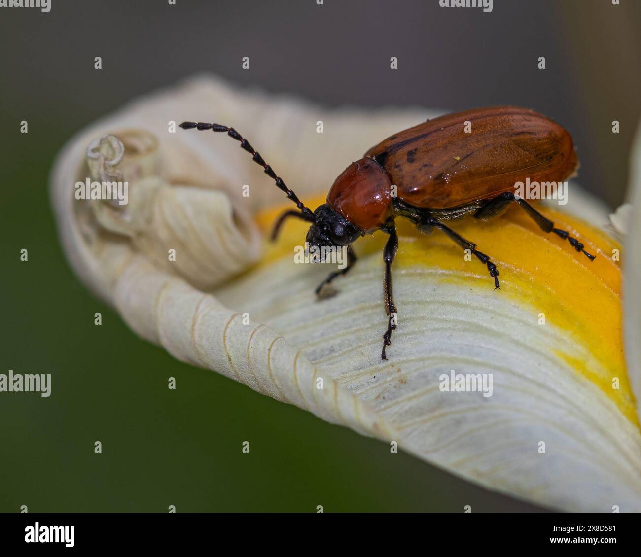 A striking close-up of a red beetle exploring the intricate folds of a ...