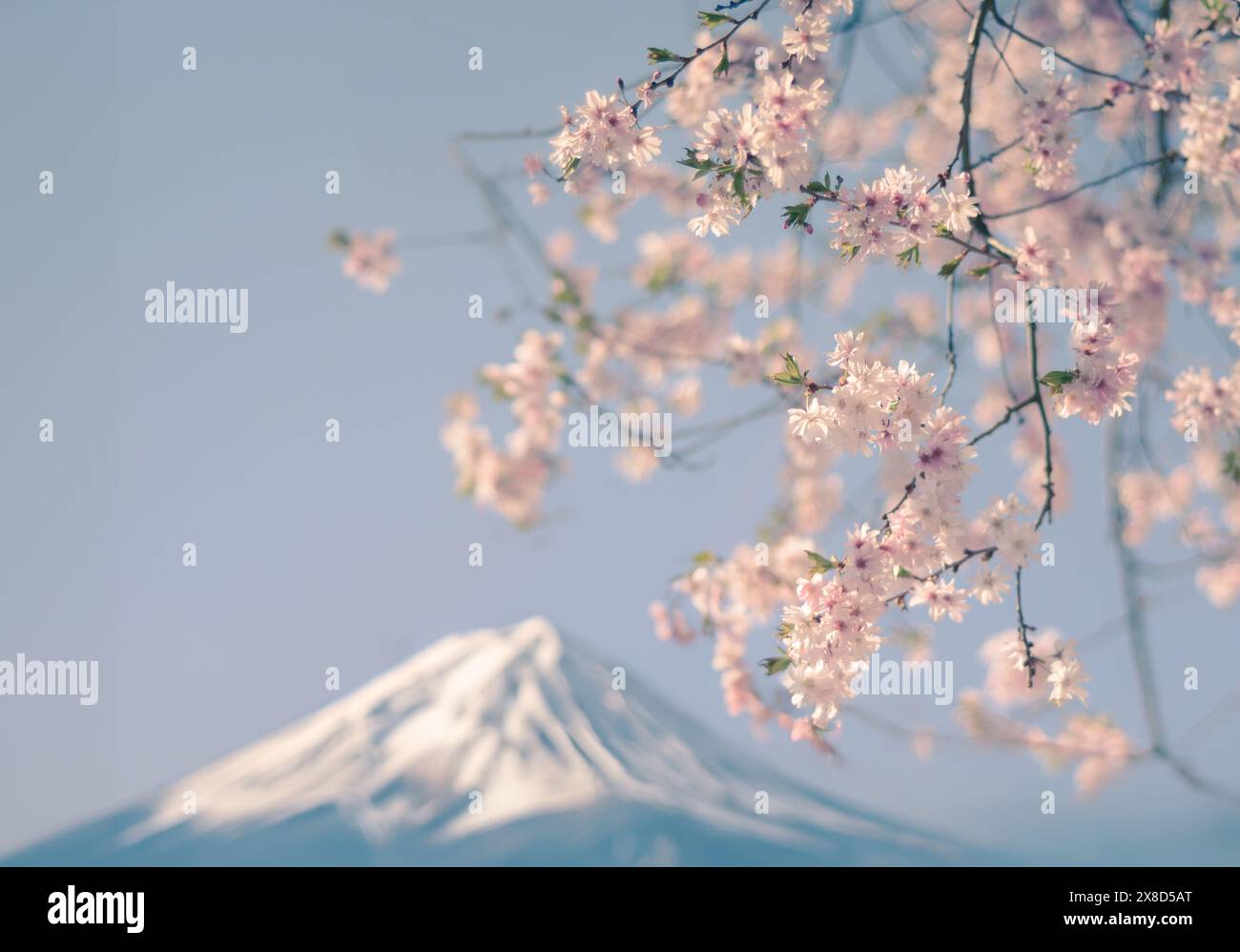 Mount Fuji In Japan Framed With Pastel Retro Pink Cherry Blossom ...