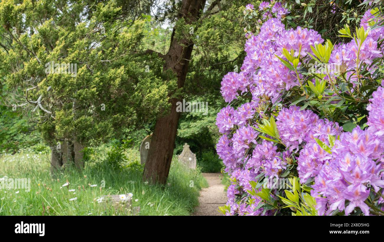 Rhododendrons in Southampton Old Cemetery Stock Photo - Alamy