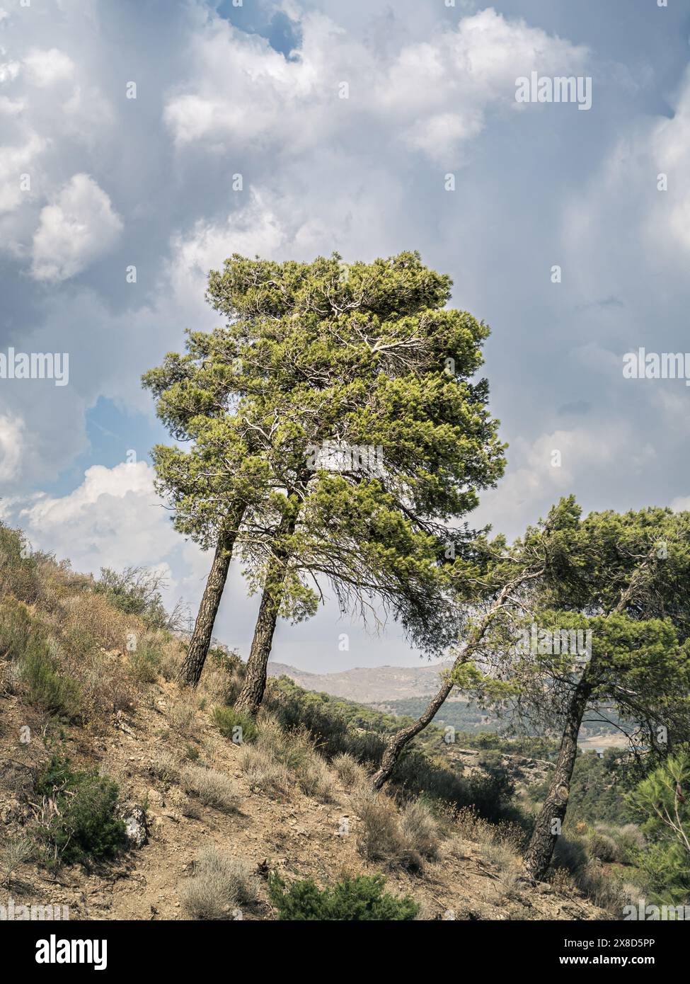 Southern Spanish, Andalusian landscape during the summer in the Cerro ...